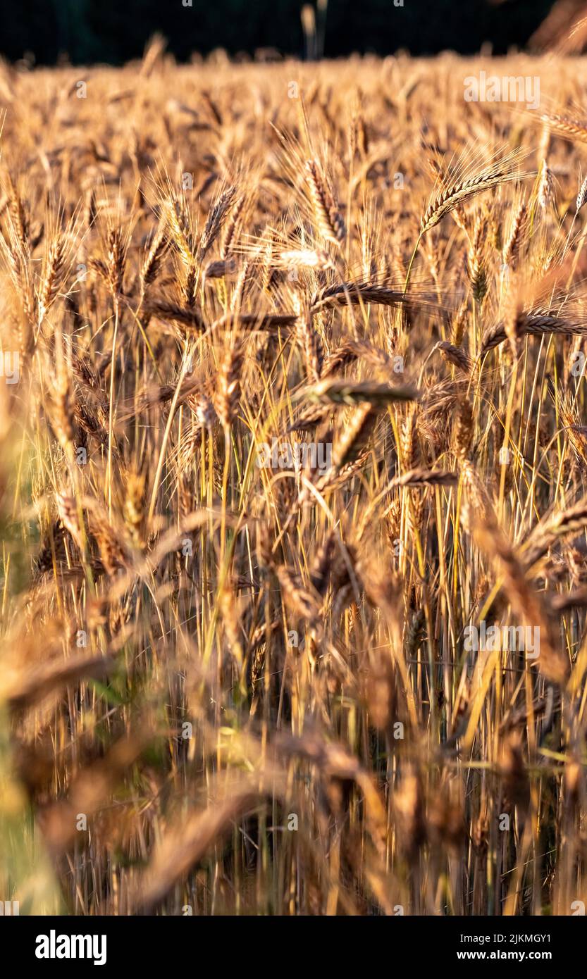Ears of grain close-up. Golden ripening grain. Ears of rye before ...