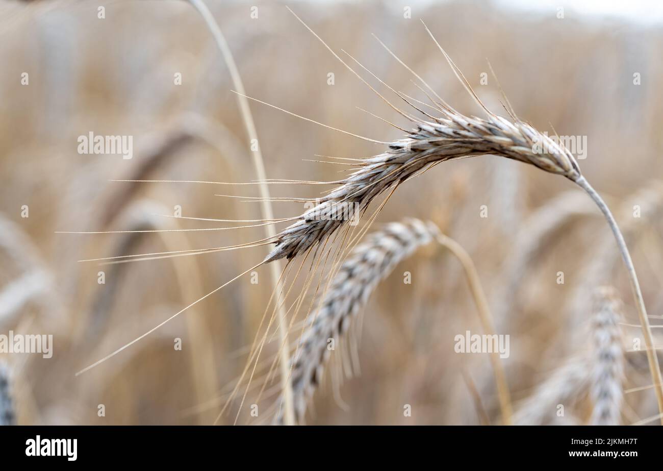 Ears of grain close-up. Golden ripening grain. Ears of rye before ...