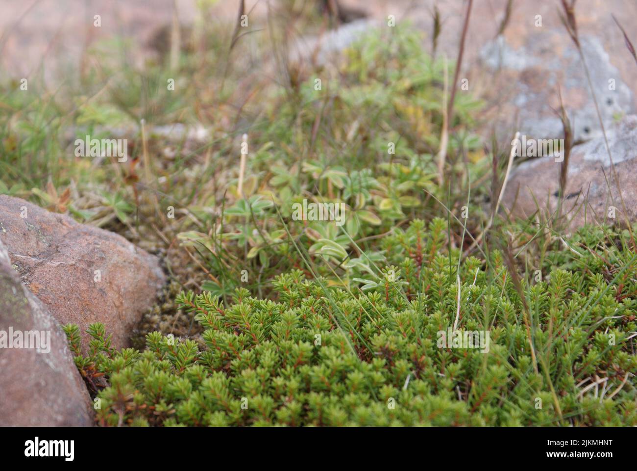 A close-up shot of grass and rocks on the ground Stock Photo - Alamy