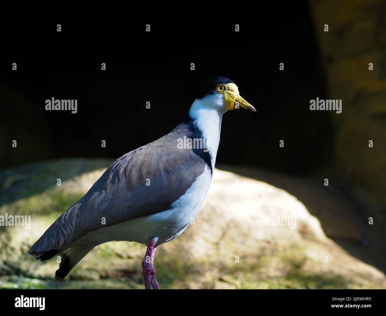 Yellow Bird Bright Eyes