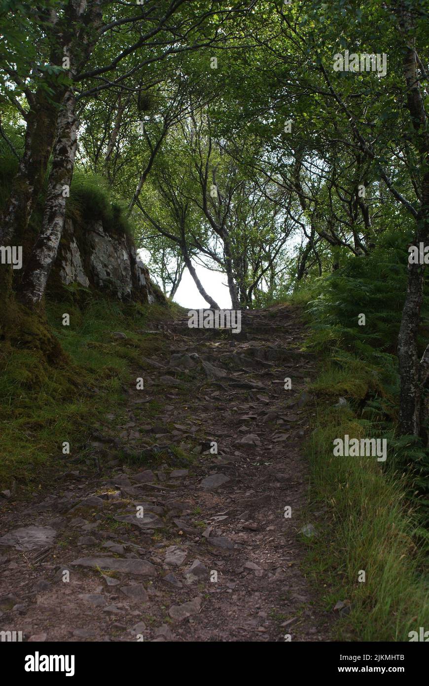 A vertical shot of a path going up the hill in a forest Stock Photo - Alamy