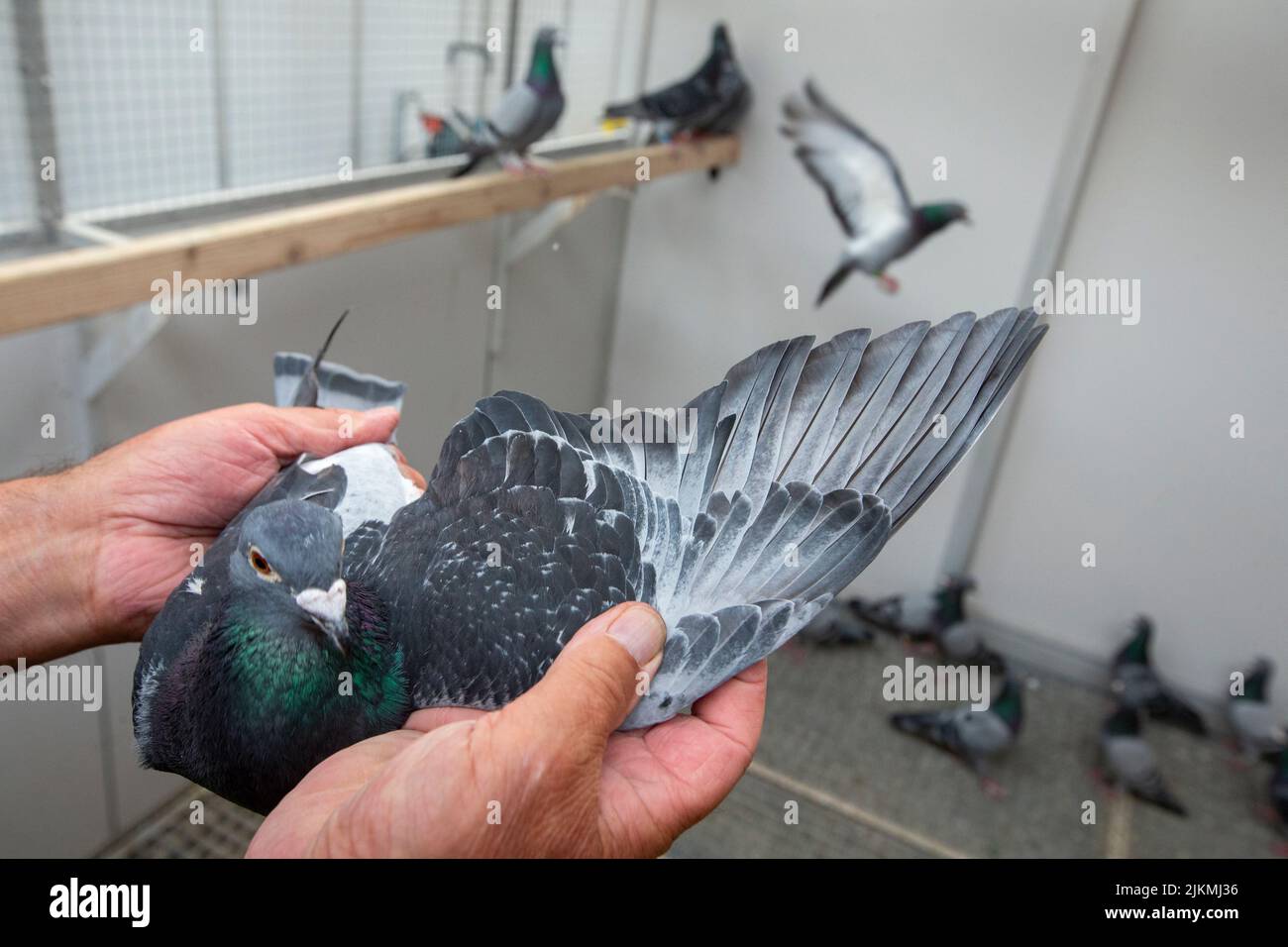 Illustration picture shows the infrastructure of a pigeon keeper, in ...