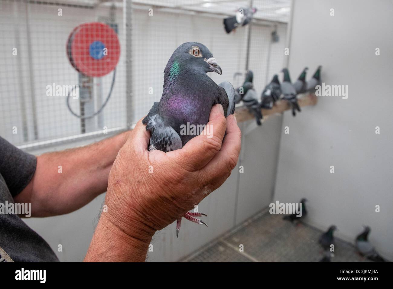 Duivenhok hi-res stock photography and images - Alamy