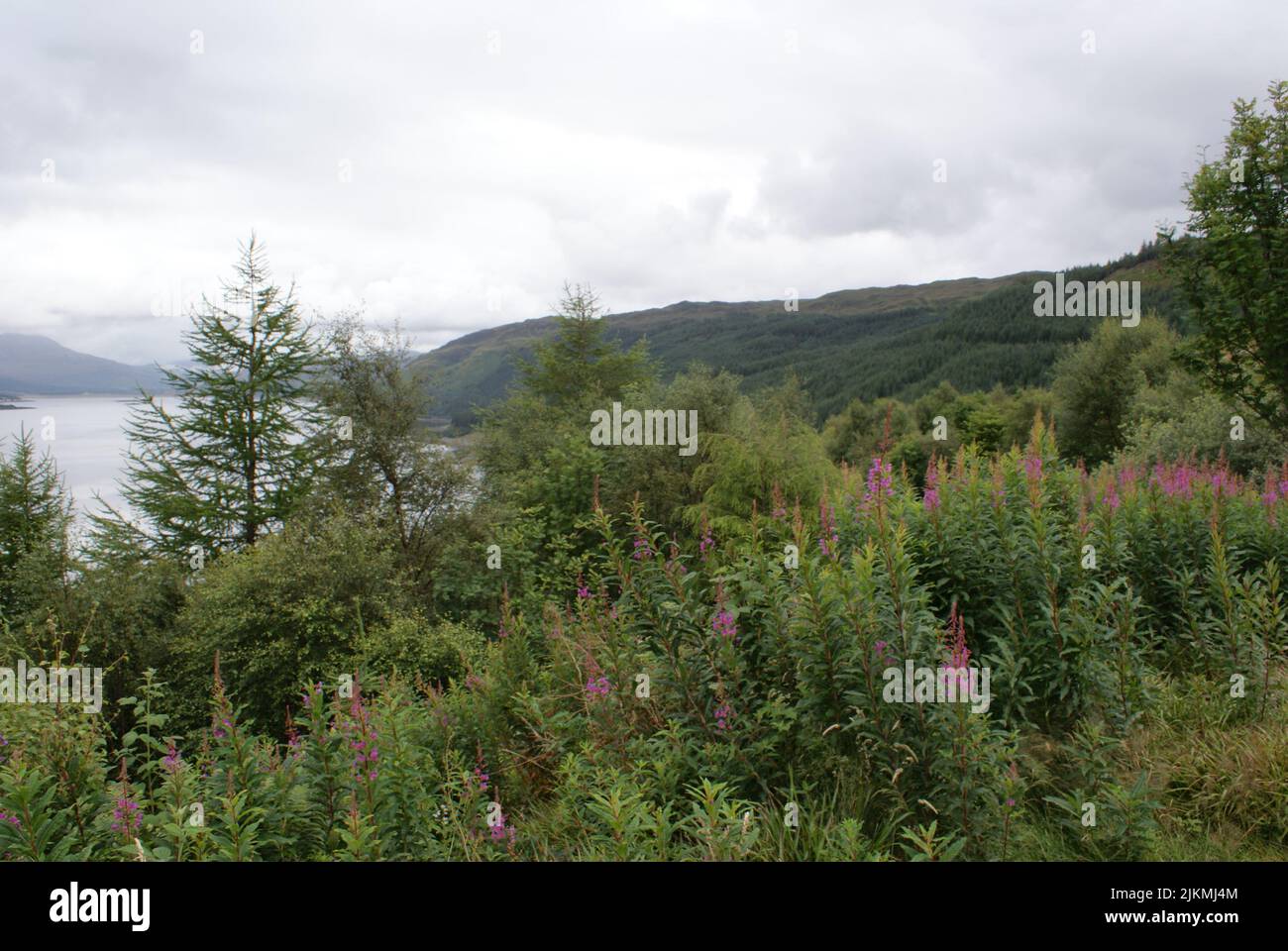 Beautiful scotland in bloom hi-res stock photography and images - Alamy