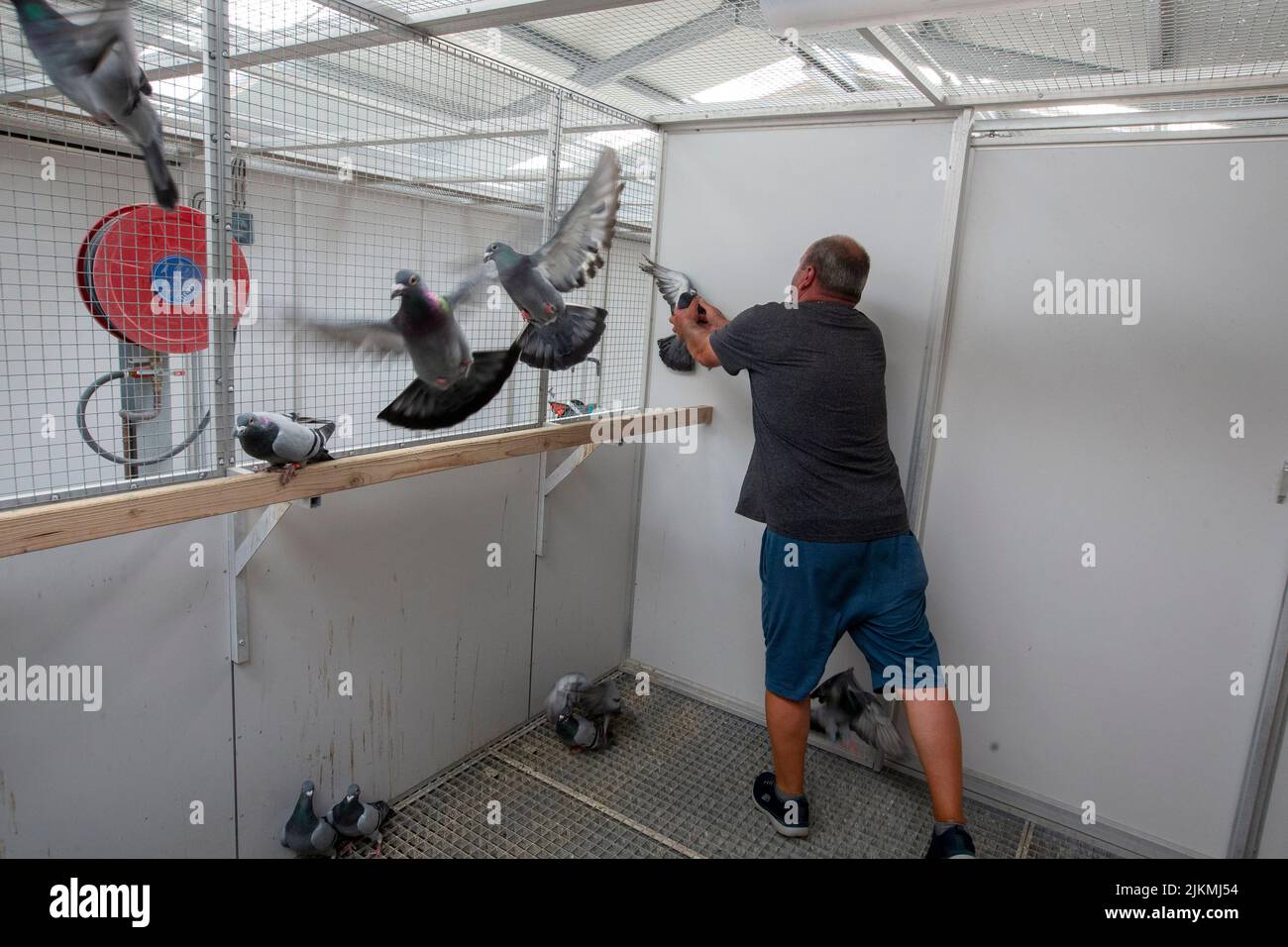 Illustration picture shows the infrastructure of a pigeon keeper, in ...