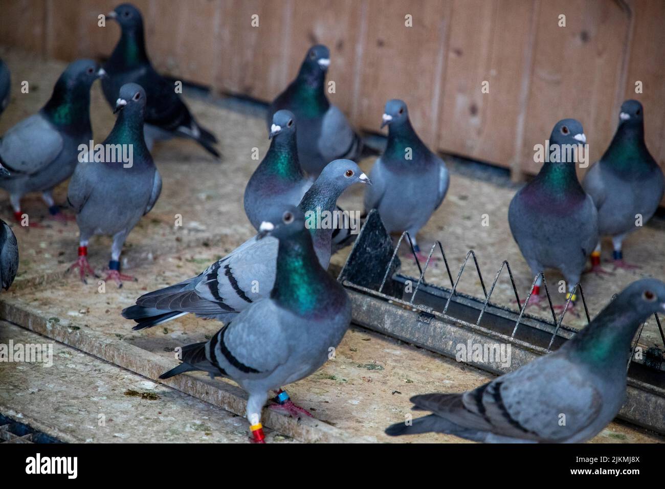 Illustration picture shows the infrastructure of a pigeon keeper, in ...