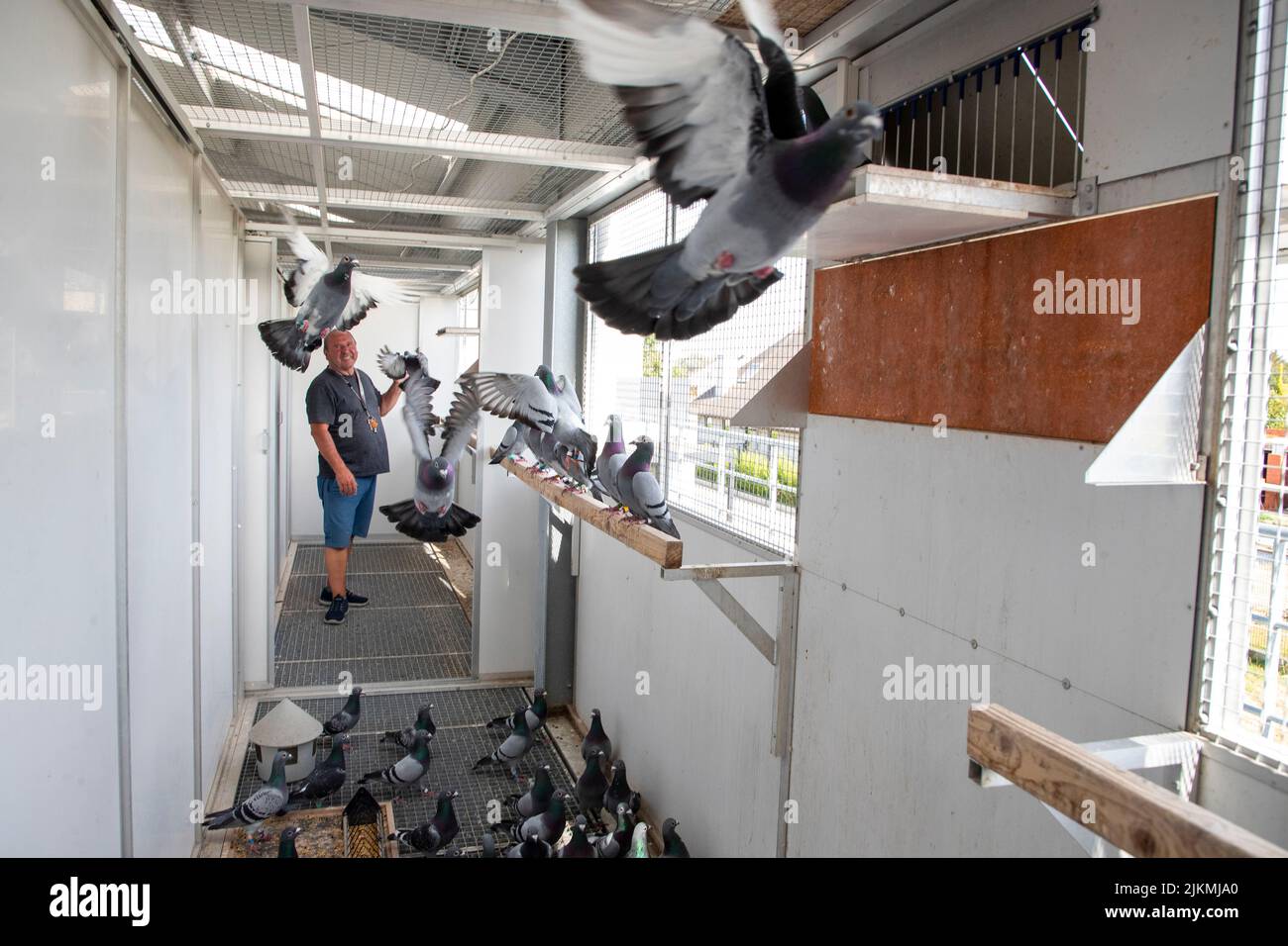 Illustration picture shows the infrastructure of a pigeon keeper, in ...