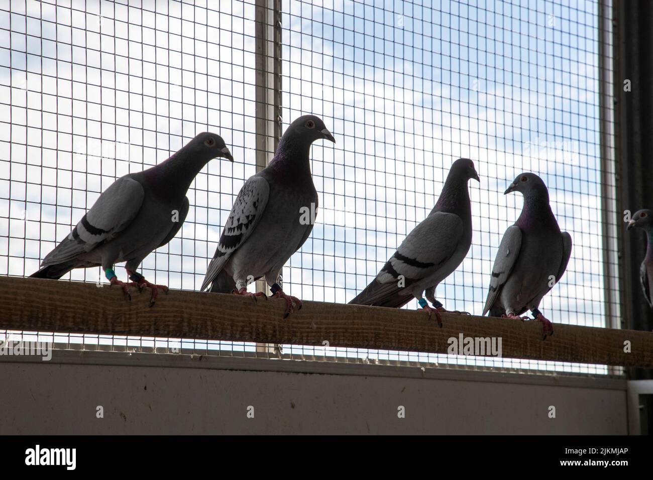 Illustration picture shows the infrastructure of a pigeon keeper, in ...