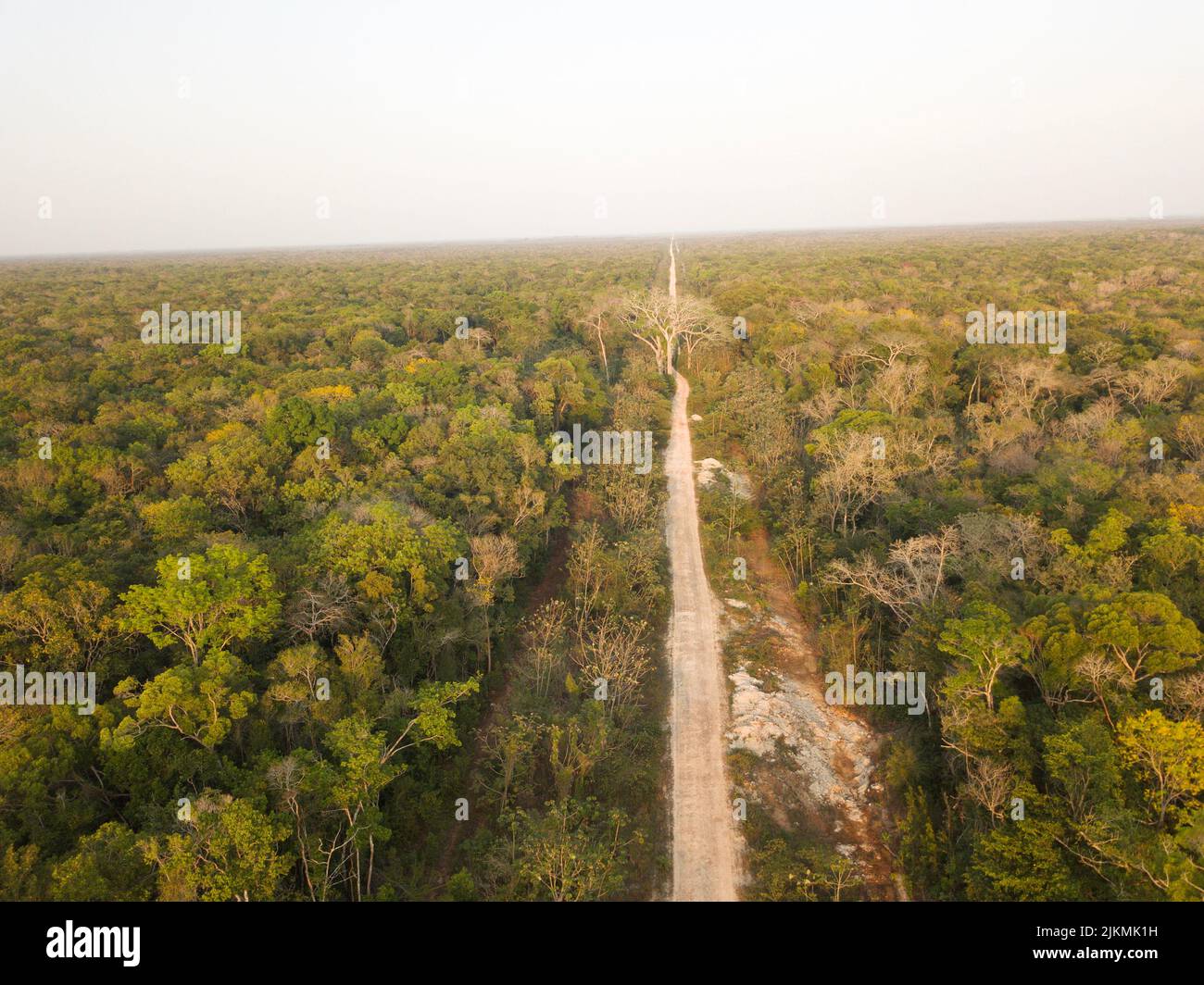 An aerial shot of sandy road between dense forest Stock Photo - Alamy