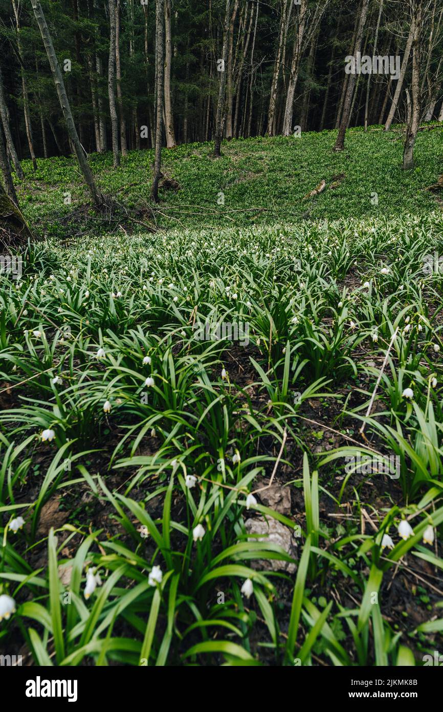 A forest full of spring snowflake flowers (Leucojum Vernum). Spring ...
