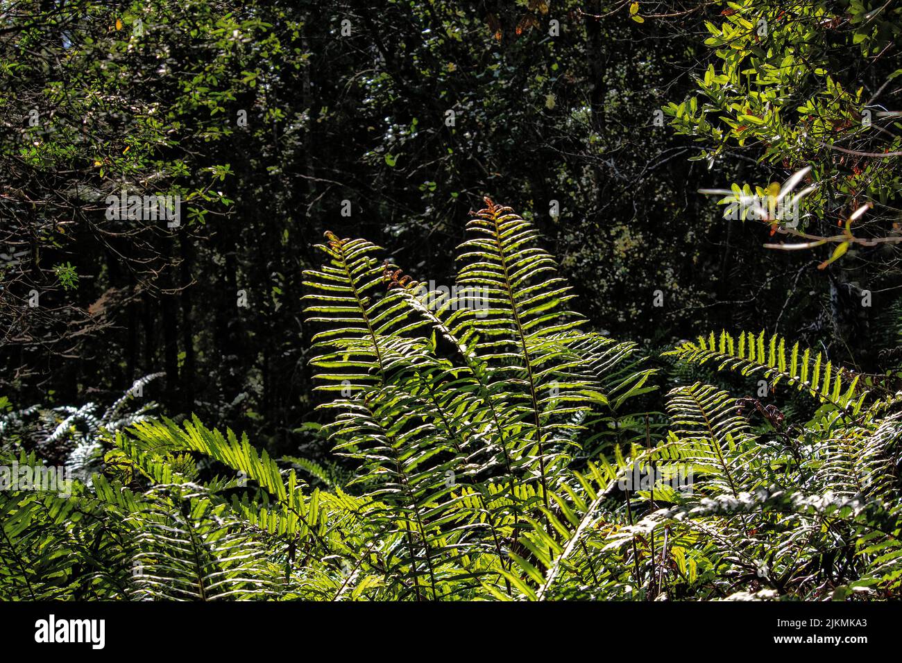 Ferns growing in beautiful hi-res stock photography and images - Alamy