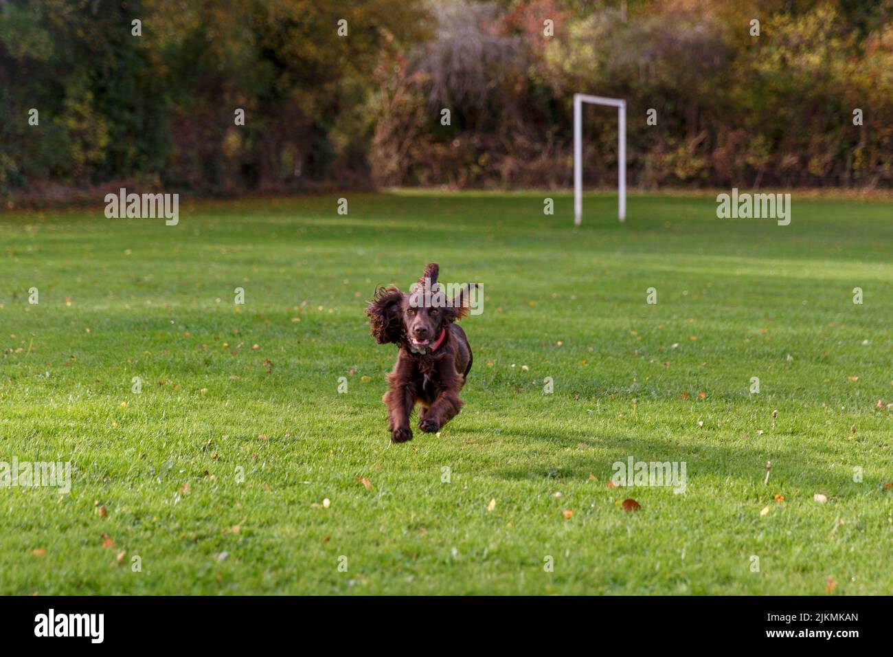 A closeup of a cocker spaniel running on a field in Scotland, United ...