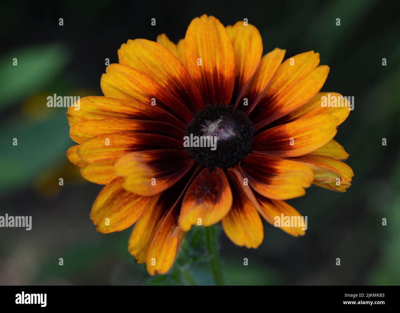 Maroon orange hi-res stock photography and images - Alamy
