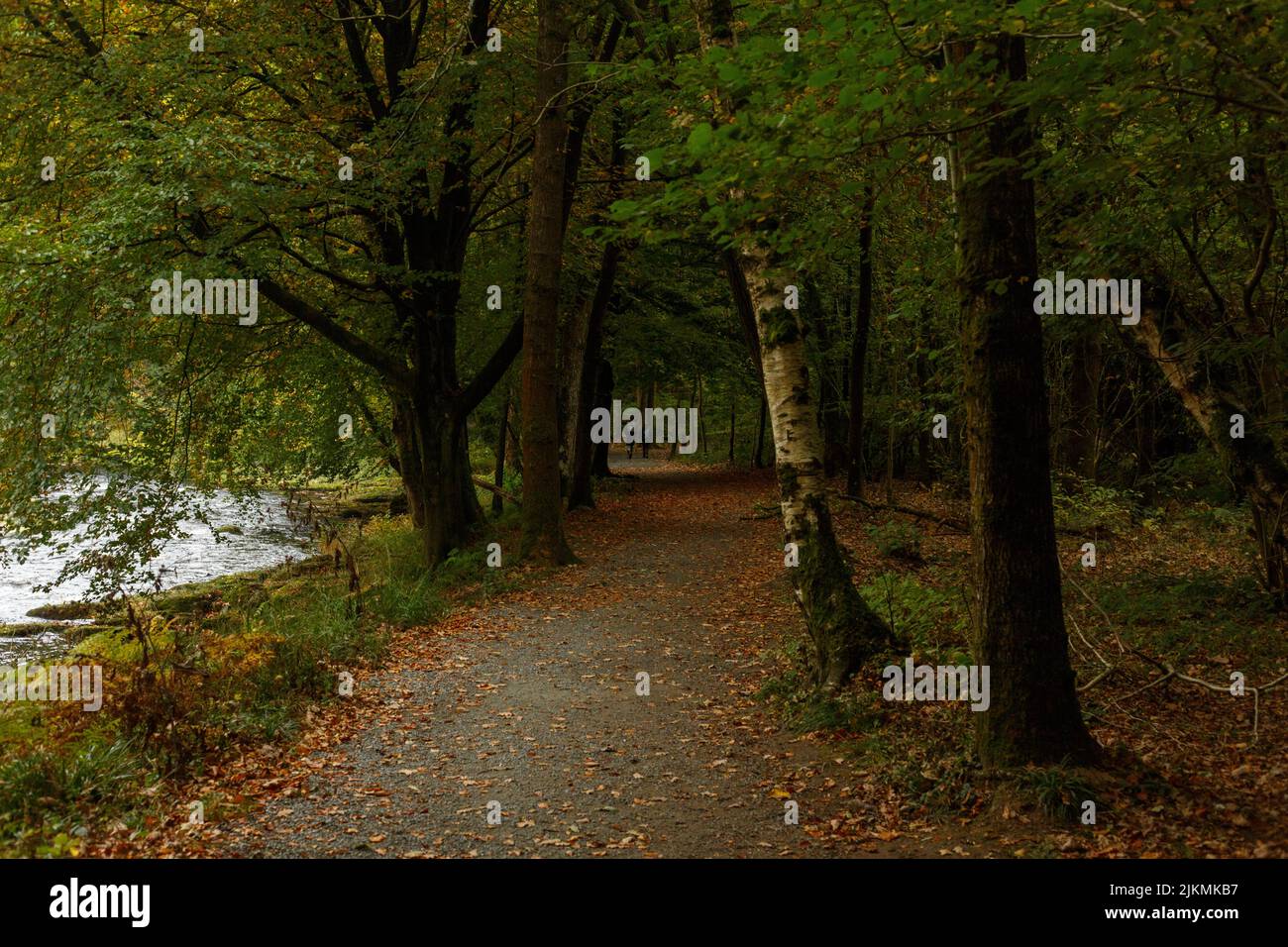 A closeup of a small forest pathway along the river Wharfe in the North ...