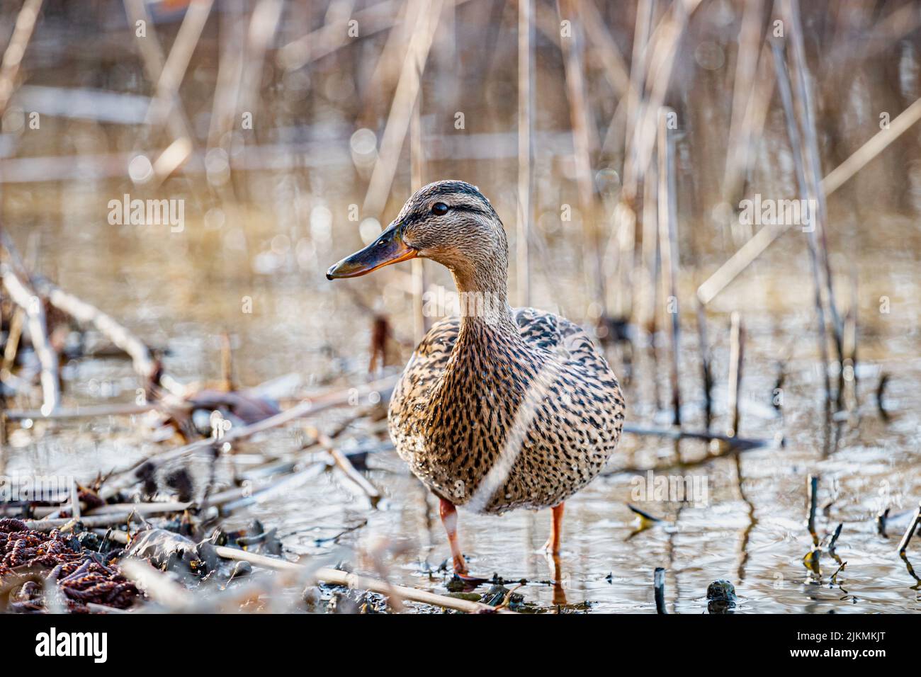 A brown mallard standing near the lake on a blurred background Stock ...