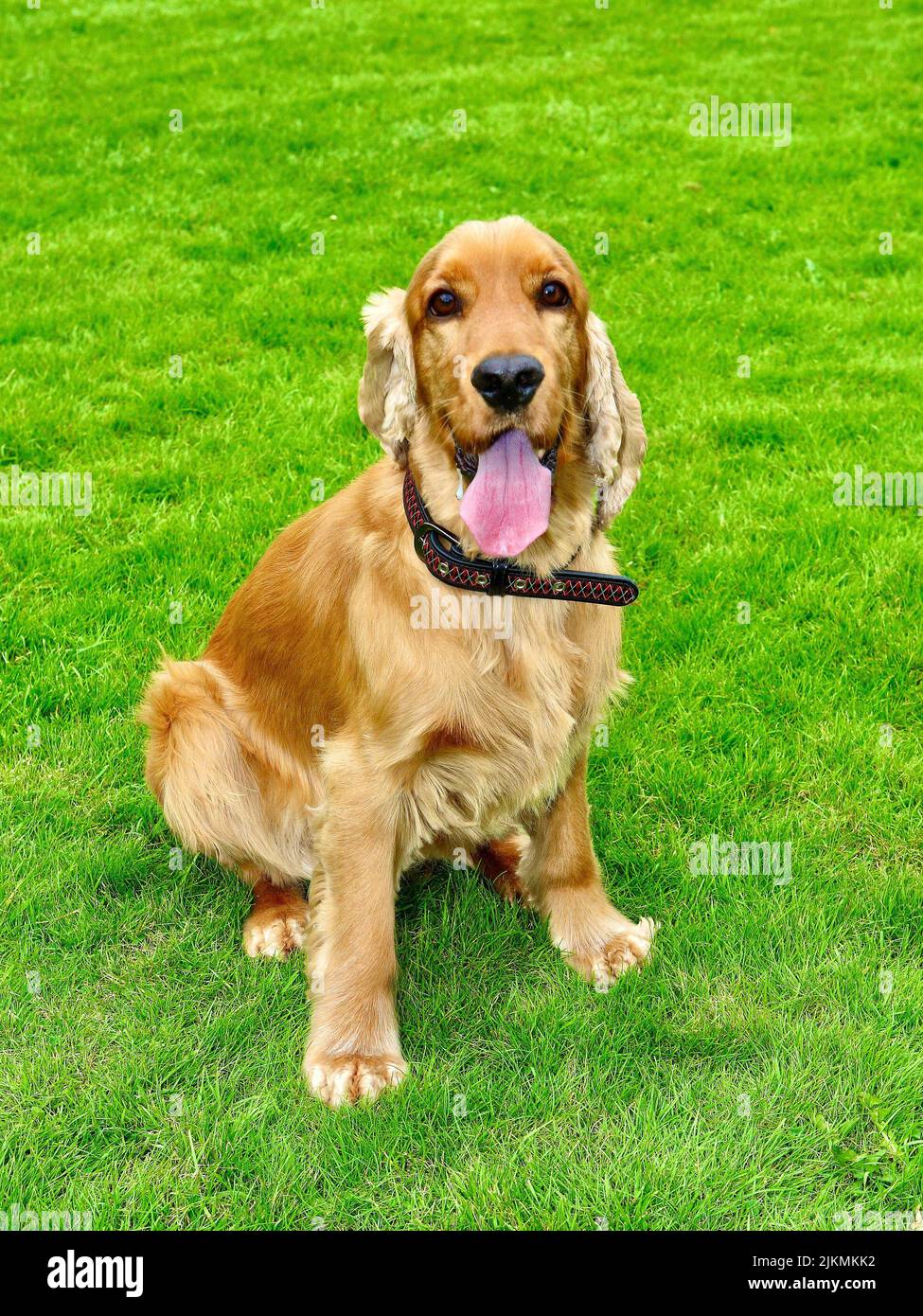Dog vertical hi-res stock photography and images - Alamy