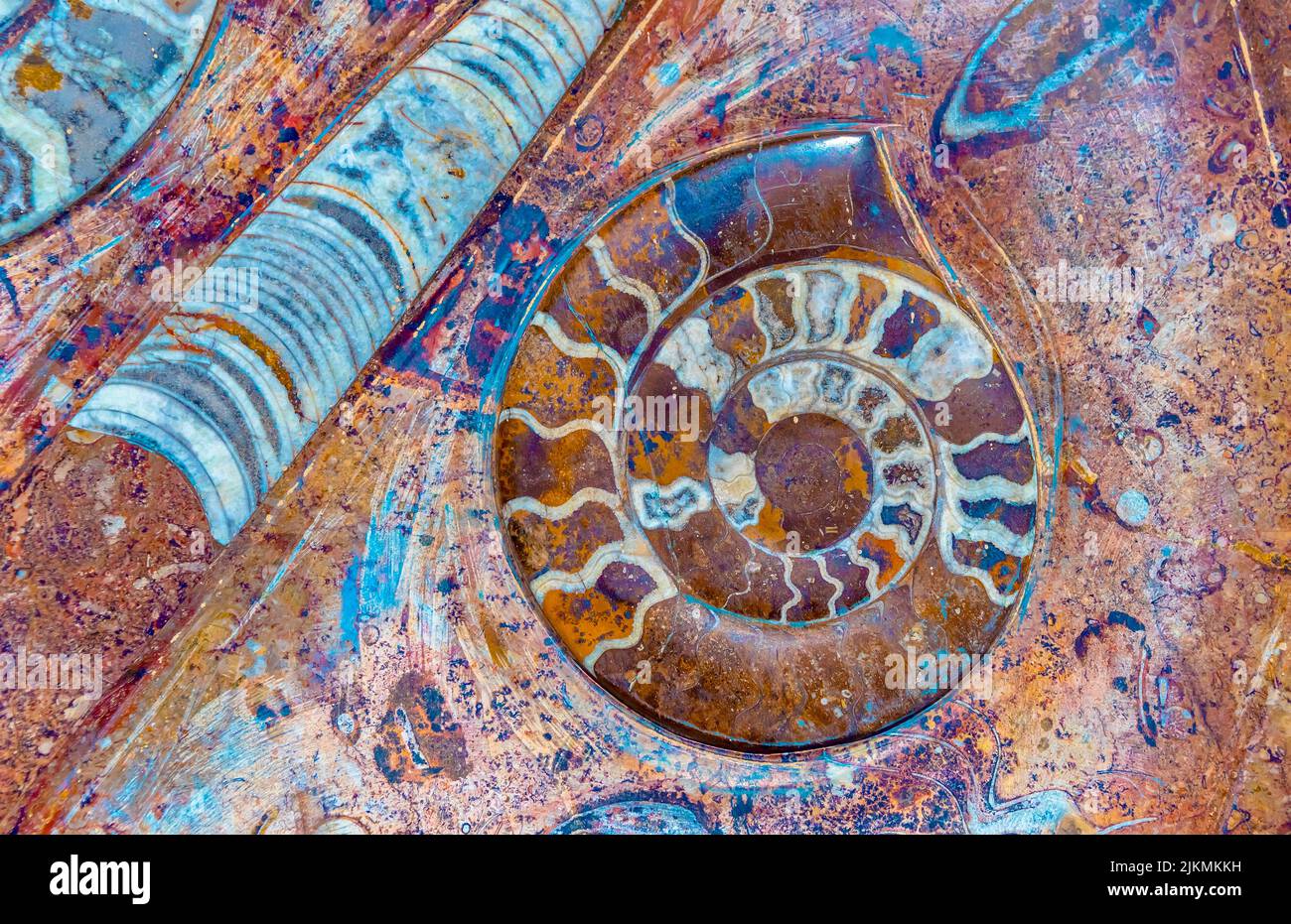 A beautiful design of Nautilus shell with granite on an old wall in a ...