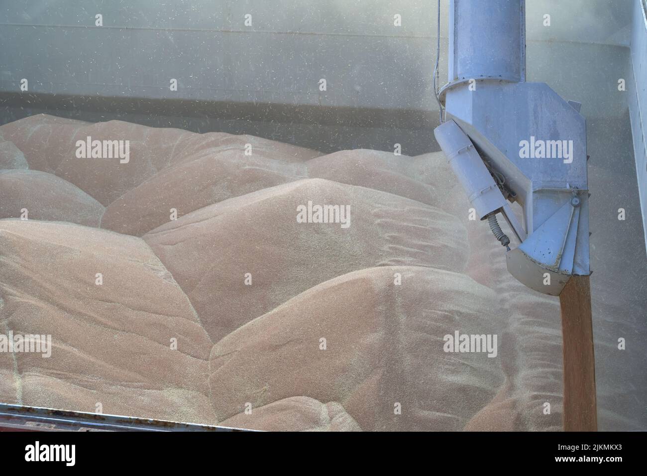 loading corn onto a bulk carrier ship in the port at the grain terminal ...