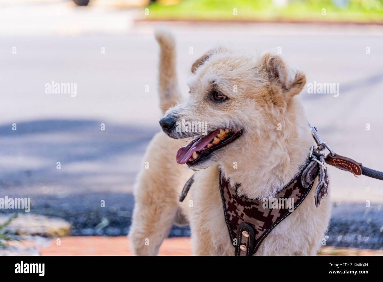 Happy street dog hi-res stock photography and images - Alamy