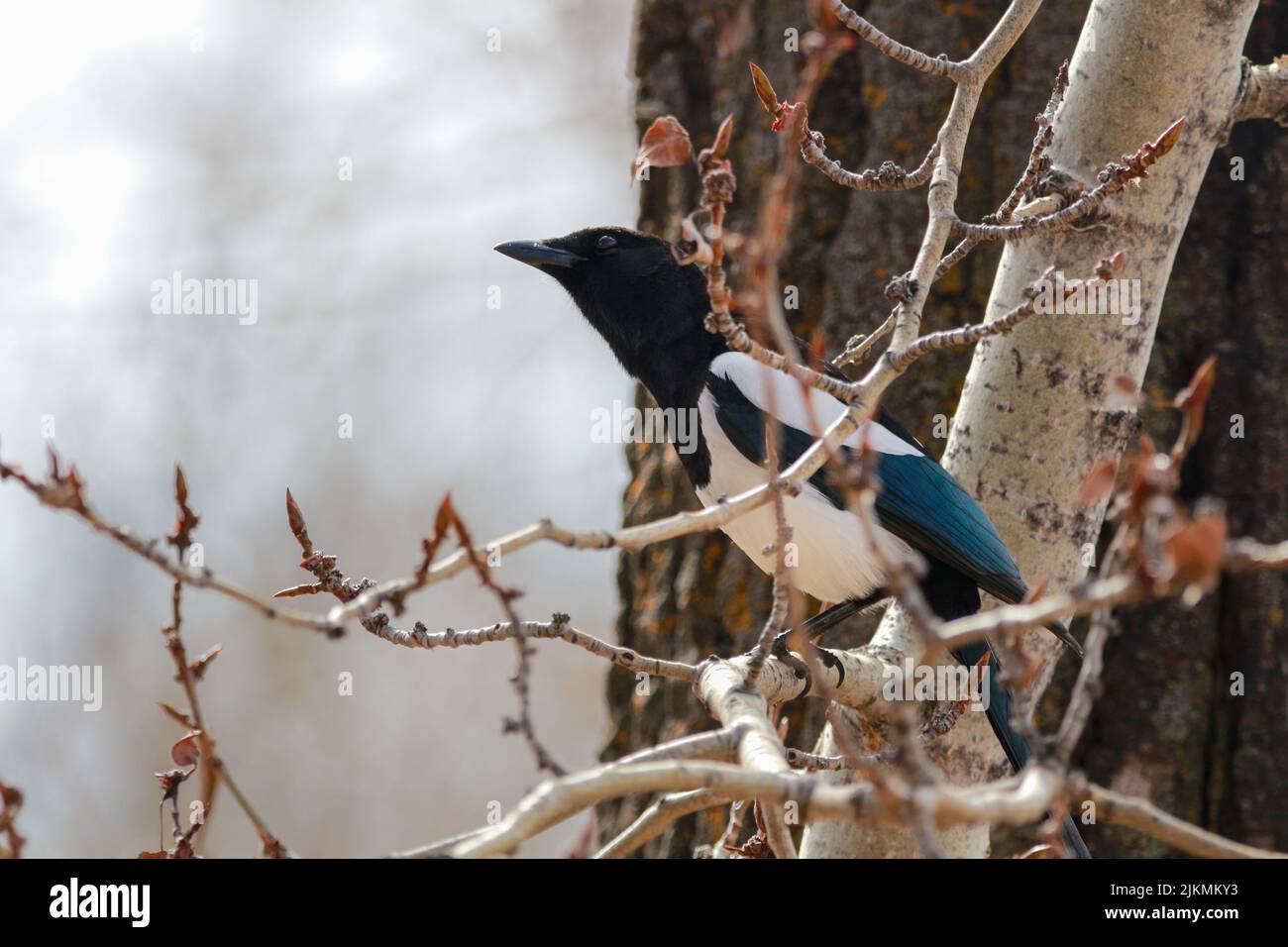 A closeup of a cute little Eurasian magpie looking up curiously while ...