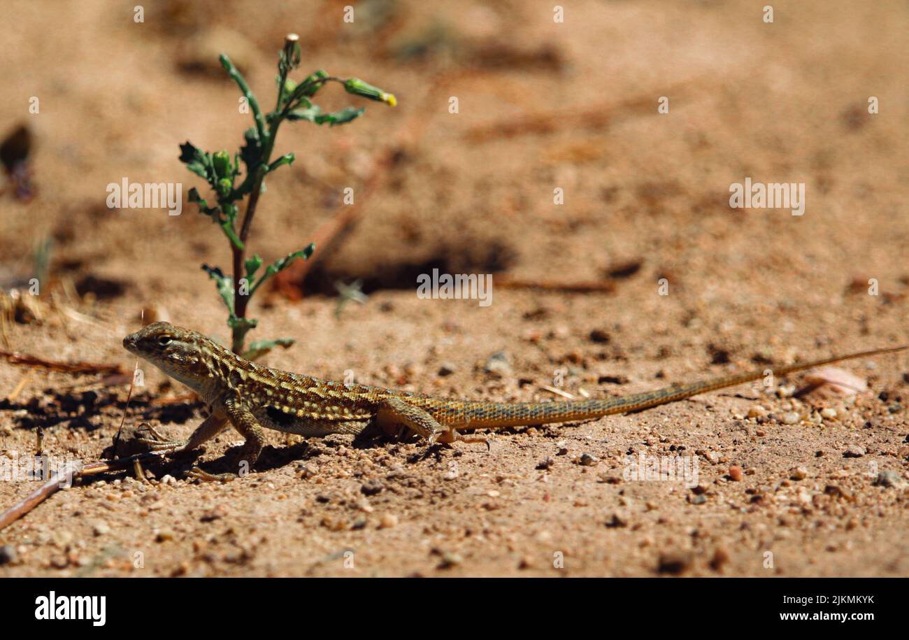 Rough skin lizard hi-res stock photography and images - Alamy