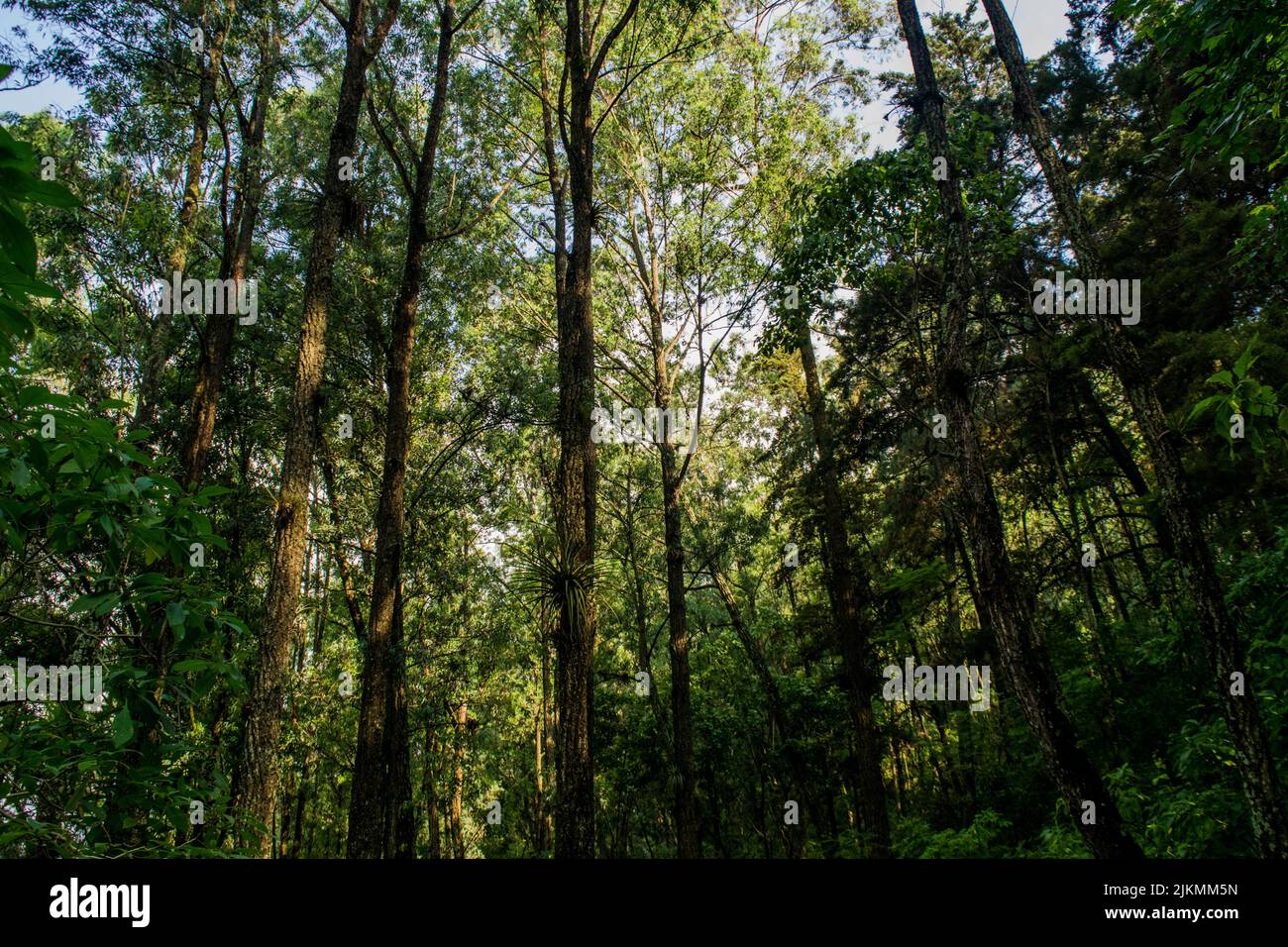 A low angle shot in the middle of forest with long trees in Antigua ...