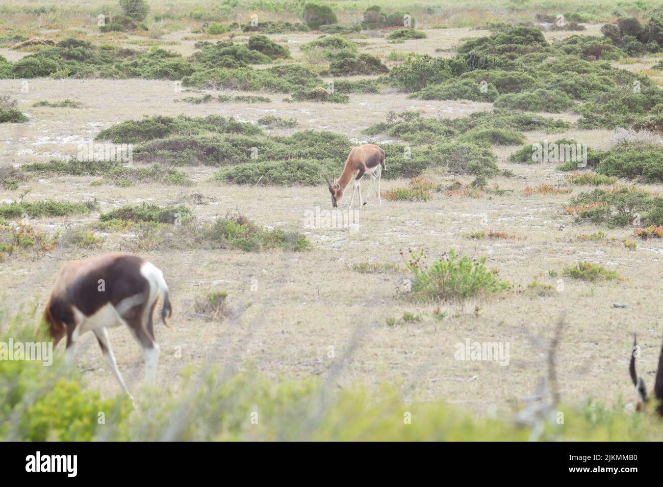 Bontebok in south africa hi-res stock photography and images - Alamy