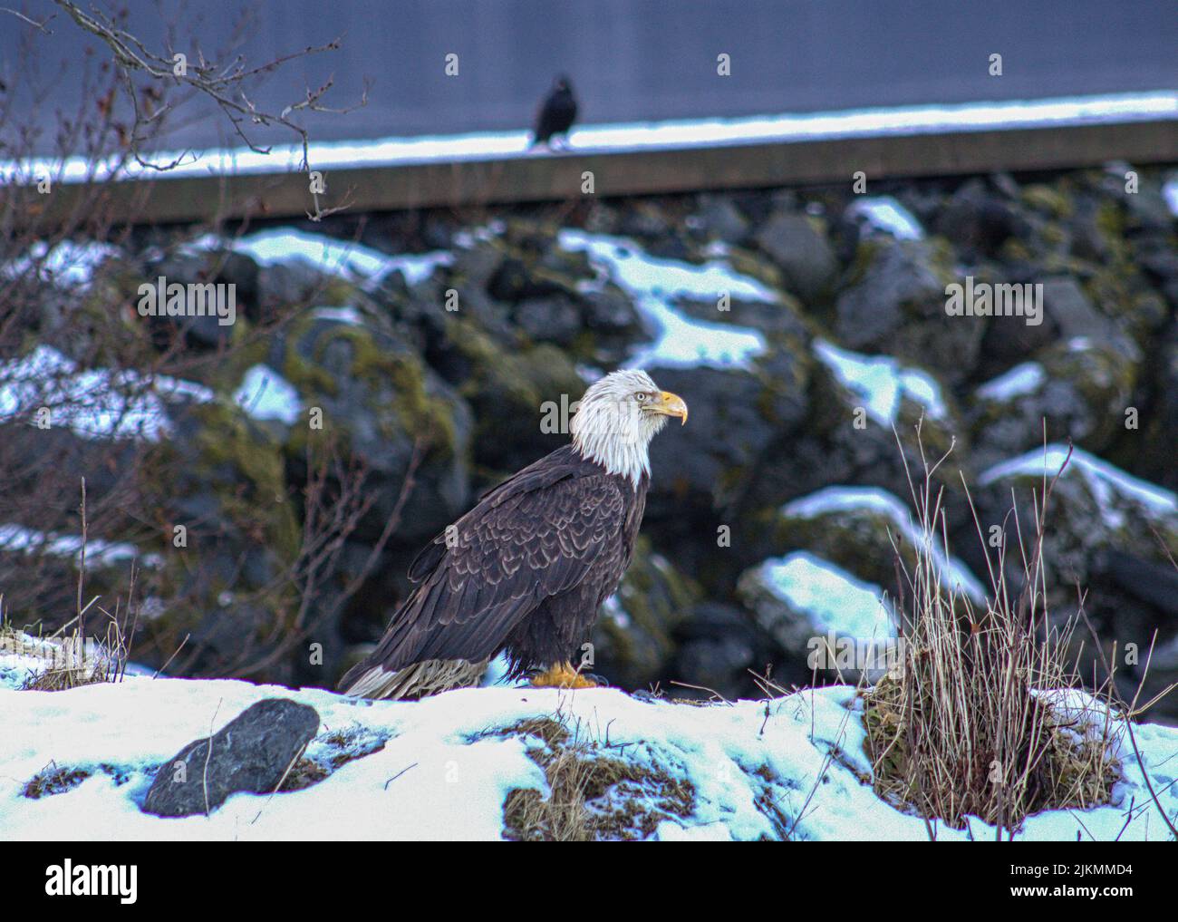 Scenic view bald eagle standing hi-res stock photography and images - Alamy