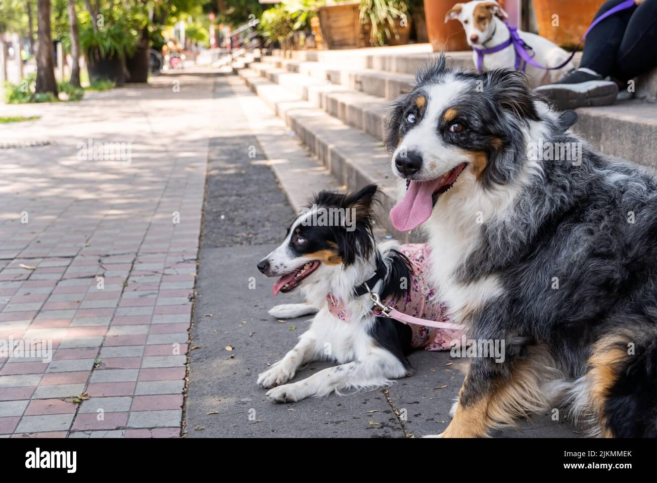 two dogs together. Happy Border Collie on the street watching people ...