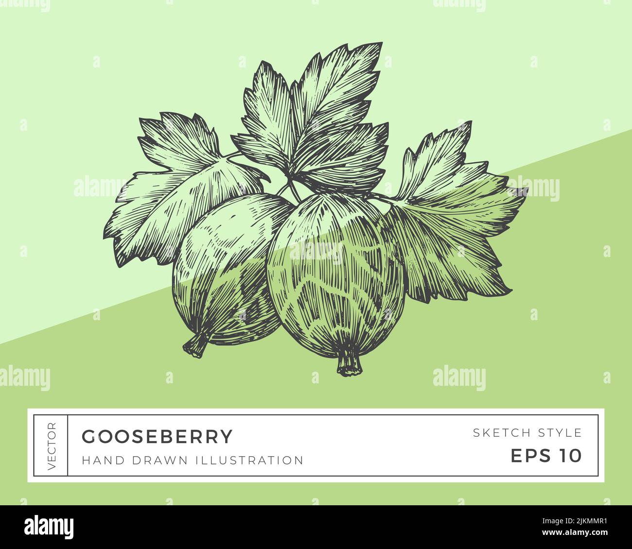 Hand Drawn Vector Gooseberry Berries Branch with Leaves Illustration ...