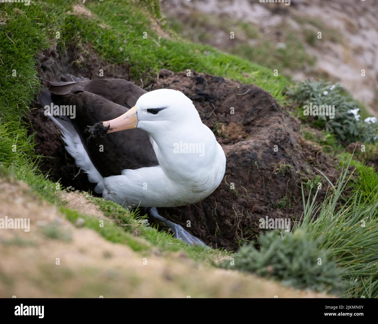 Over 70% of the global population of the the black-browed albatross ...