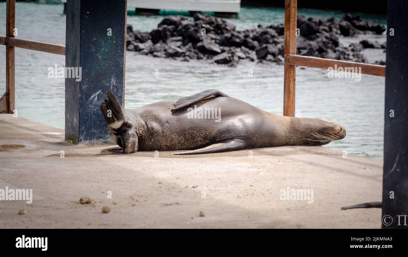 A big seal sleeping on ground by the sea in the daylight Stock Photo ...