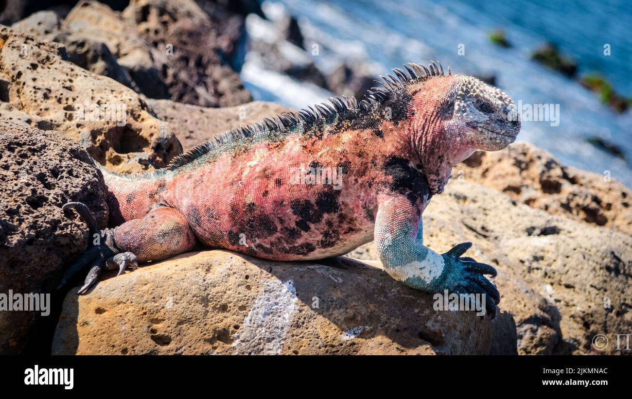 A big pink lizard with black dots on a rock by the sea Stock Photo - Alamy