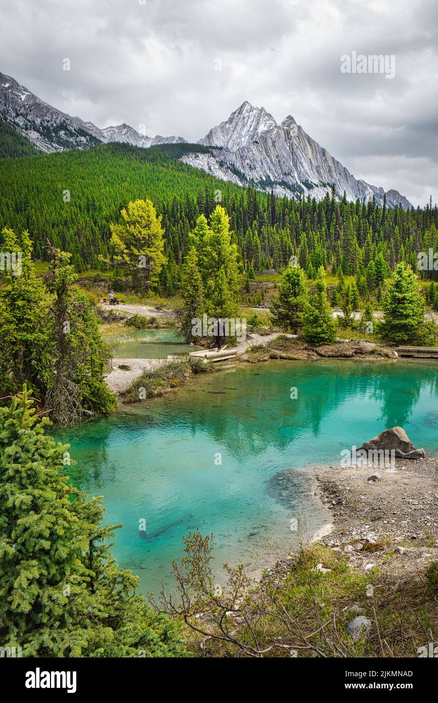 A vertical shot of the green forest against the mountains range. Banff ...