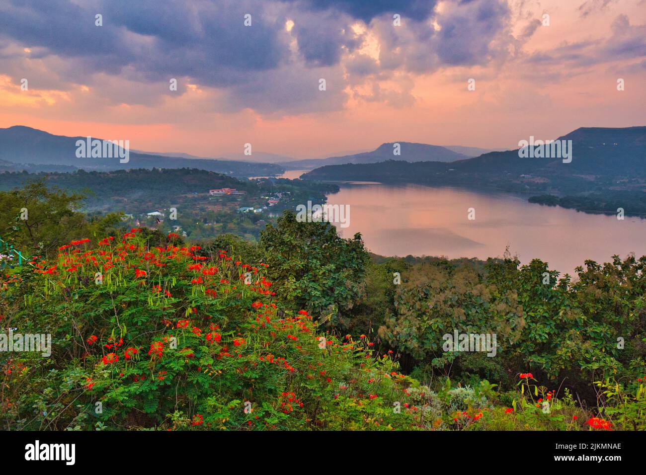 A mesmerizing view of plants and flowers with sea view down and ...