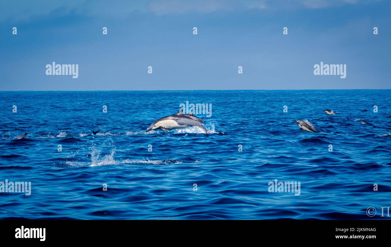 A beautiful dolphins jumping in the blue water Stock Photo - Alamy