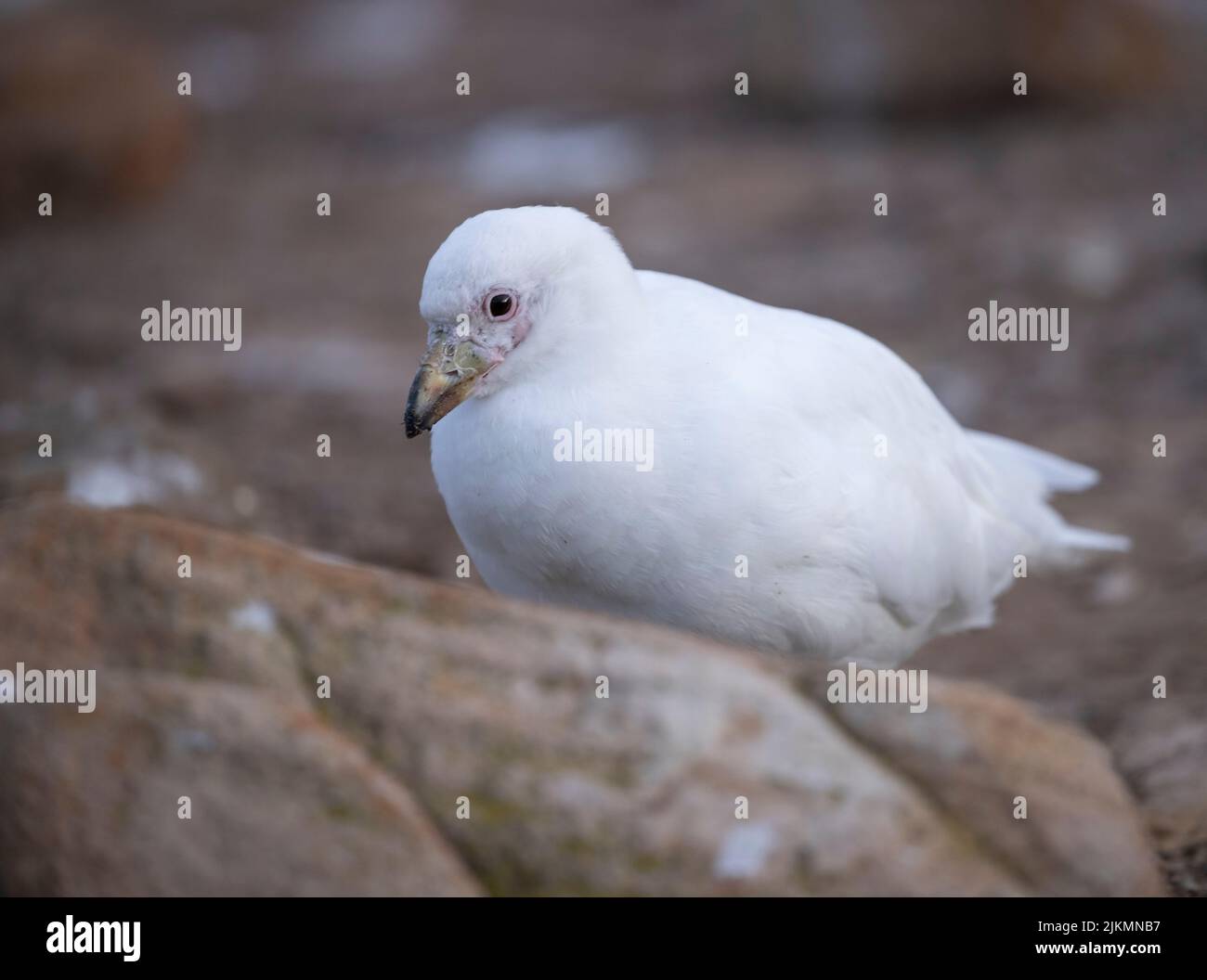 The snowy sheathbill (Chionis albus) is the only land bird native to ...