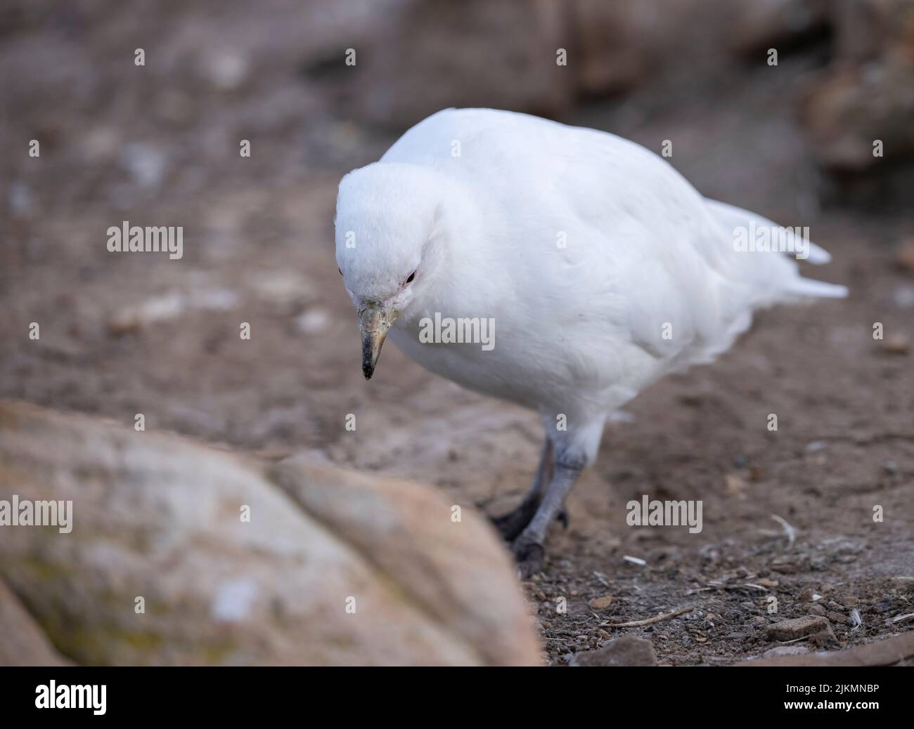 The snowy sheathbill (Chionis albus) is the only land bird native to ...