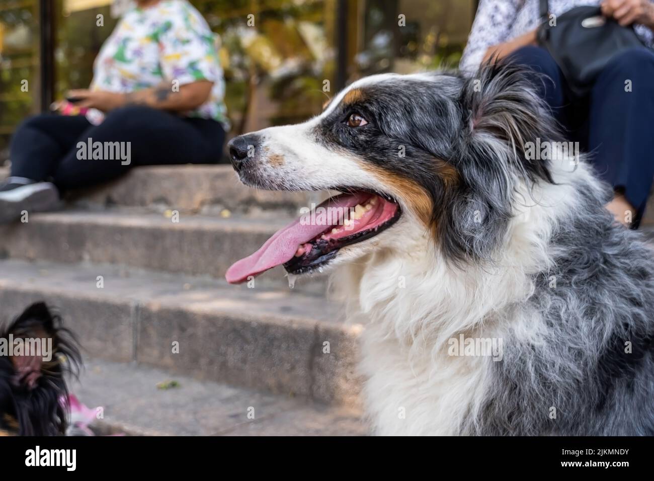 two dogs together. Happy Border Collie on the street watching people ...