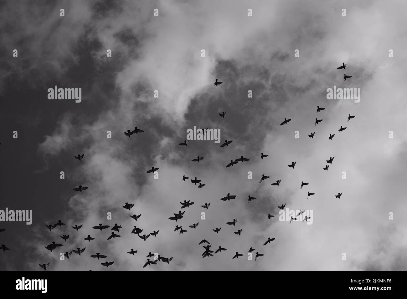 White flying birds hi-res stock photography and images - Alamy