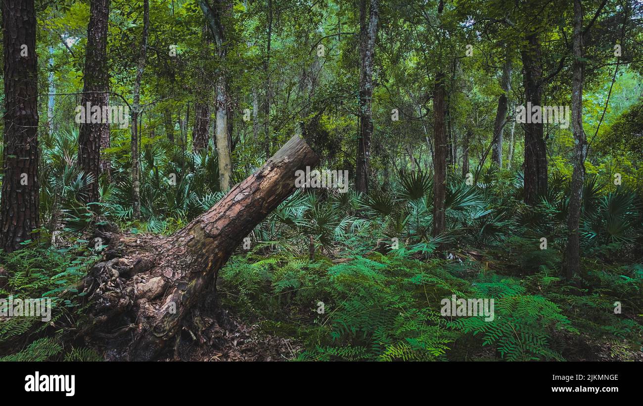 A wooden tree stump in a green forest on the Blanchard Park Trail ...