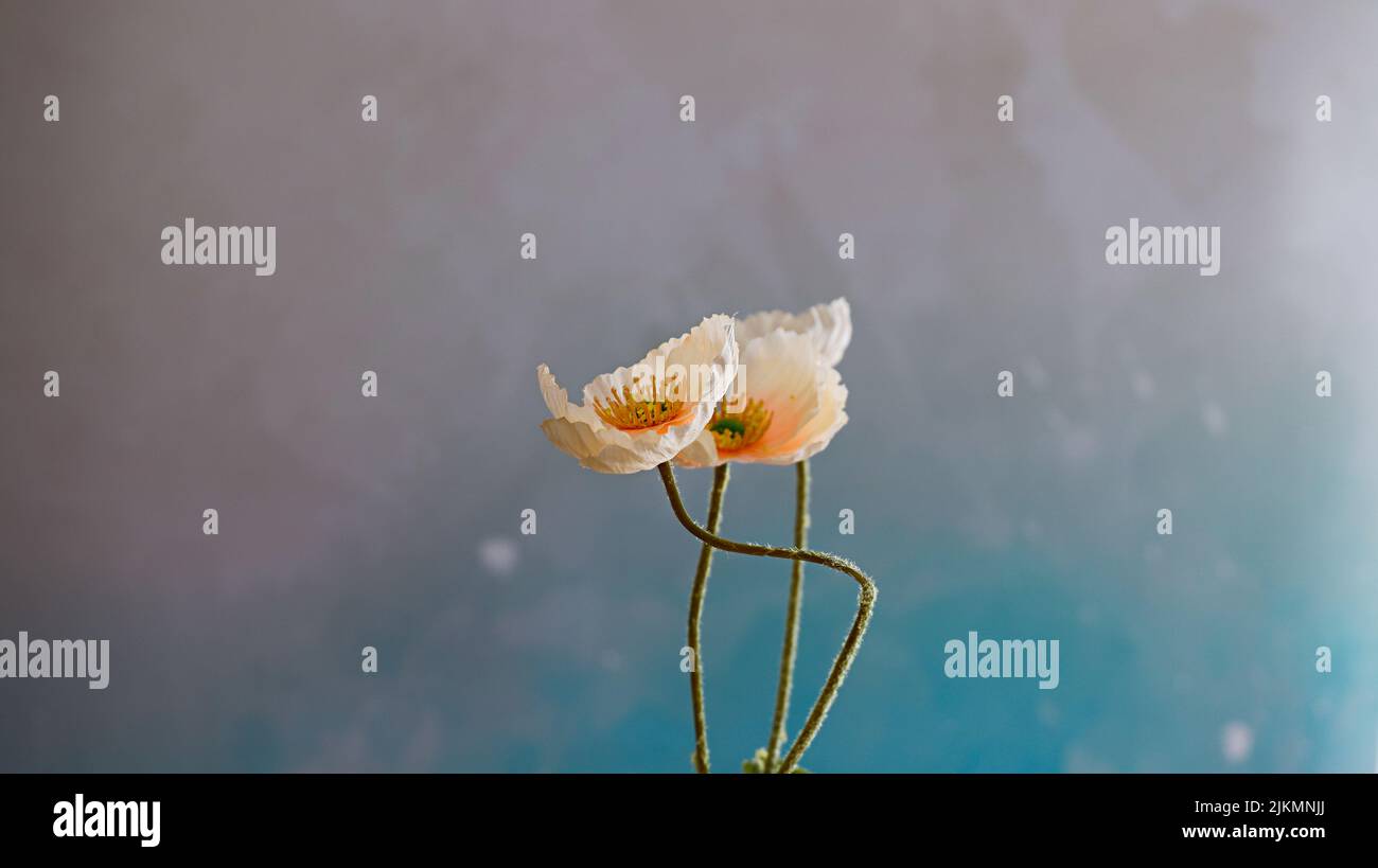 Vibrant corn poppies isolated on a colorful background Stock Photo - Alamy