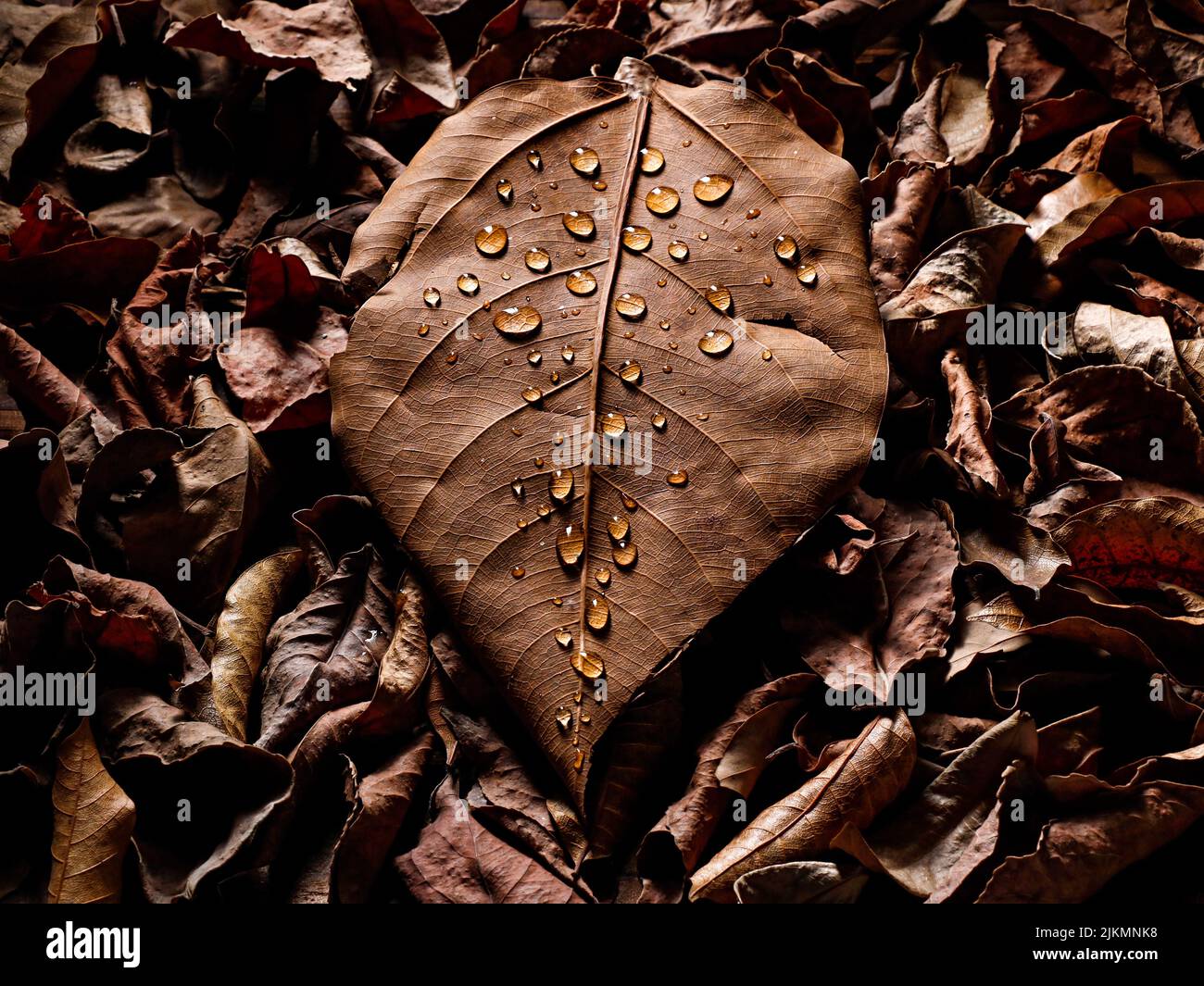 A top view of a dewy autumn leaf Stock Photo - Alamy