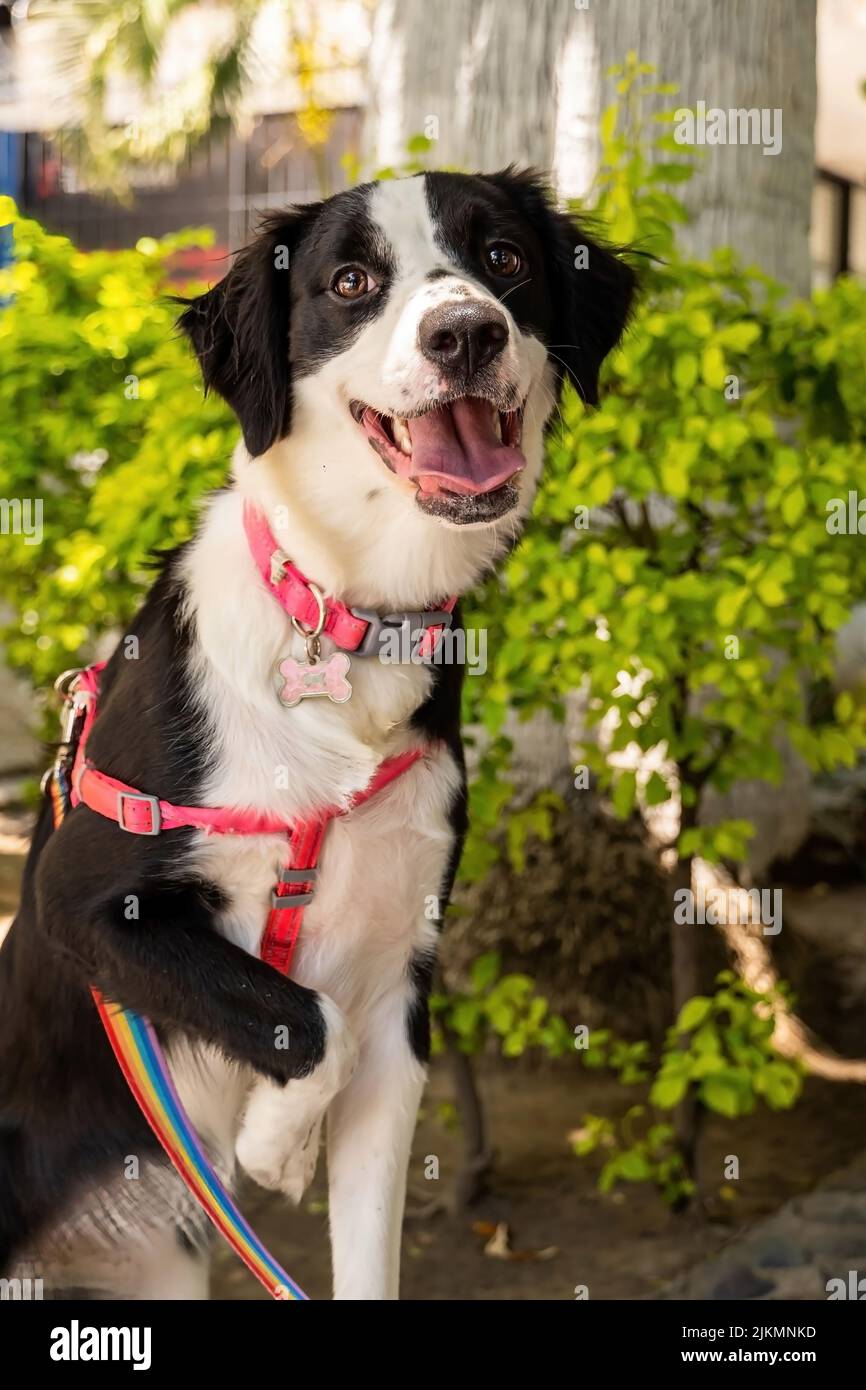 Happy purebred dog with people hi-res stock photography and images - Alamy