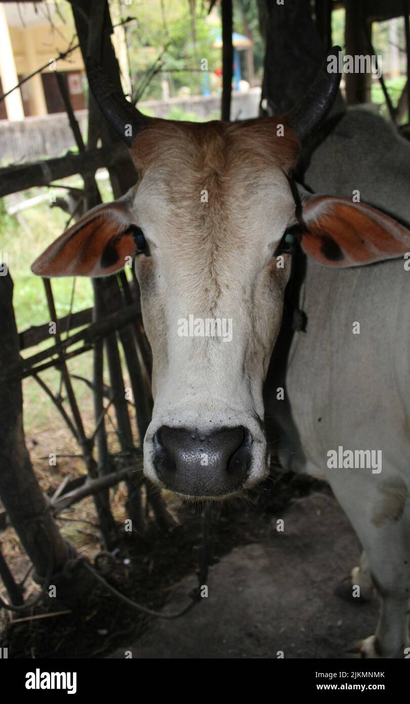 A vertical closeup of a cow's head in the barn Stock Photo - Alamy