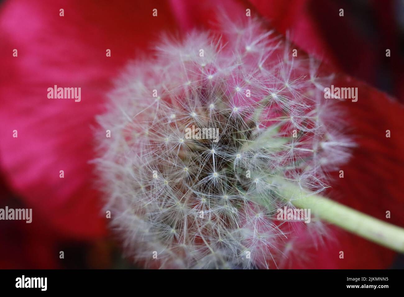 A close up shot of a dandelion head on a red blurred background Stock ...