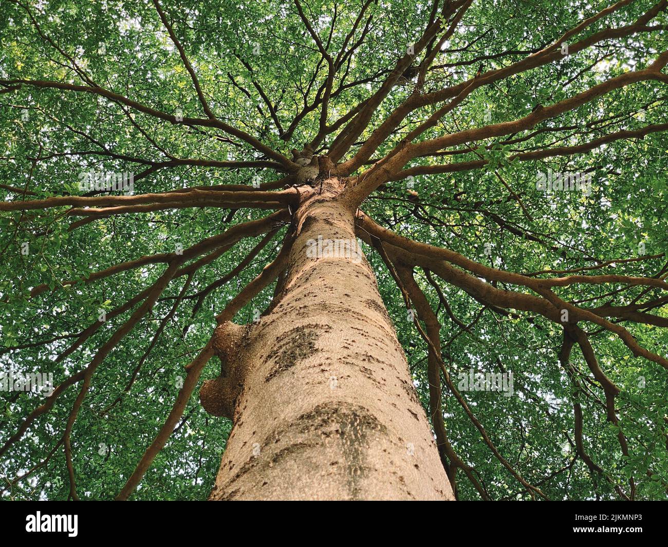 Beautiful tree green leaves hi-res stock photography and images - Alamy