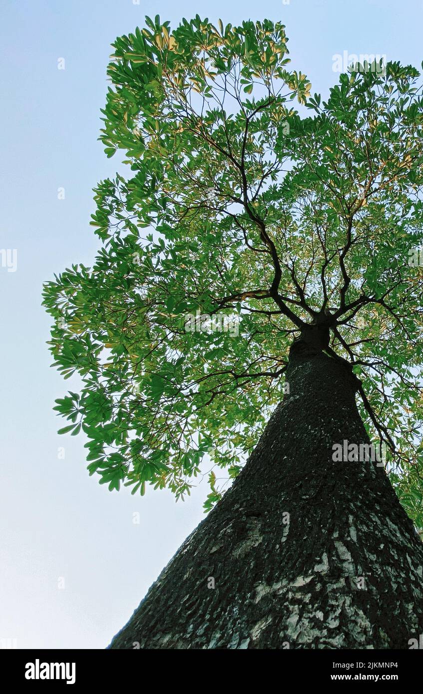 A vertical low angle shot of a beautiful tall tree with green leaves ...