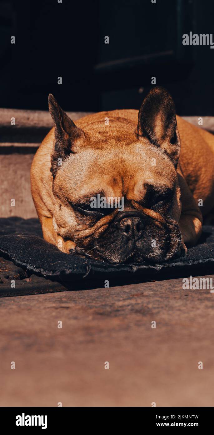 Sad french bulldog hi-res stock photography and images - Alamy