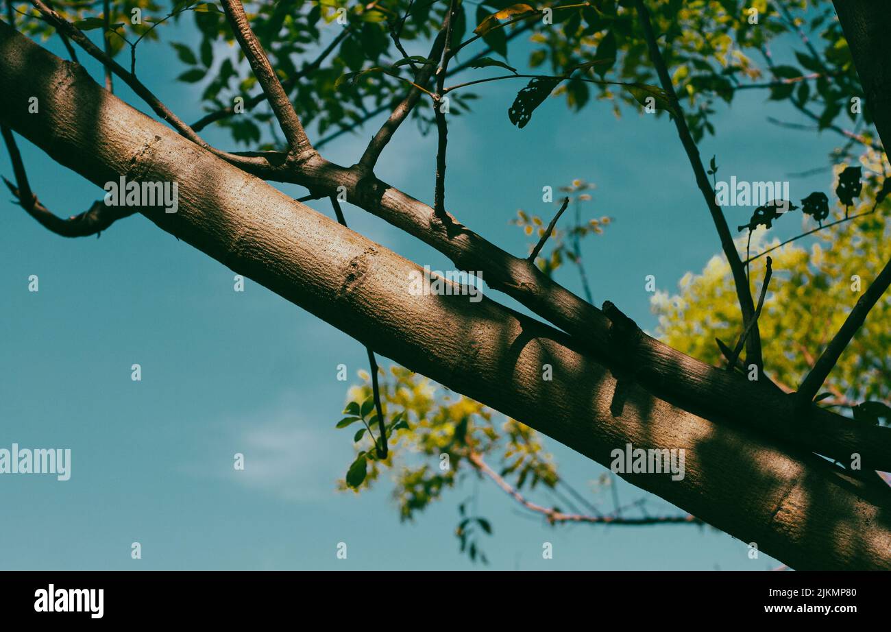 A closeup of a long tree wood texture under sunlight on a blue sky ...
